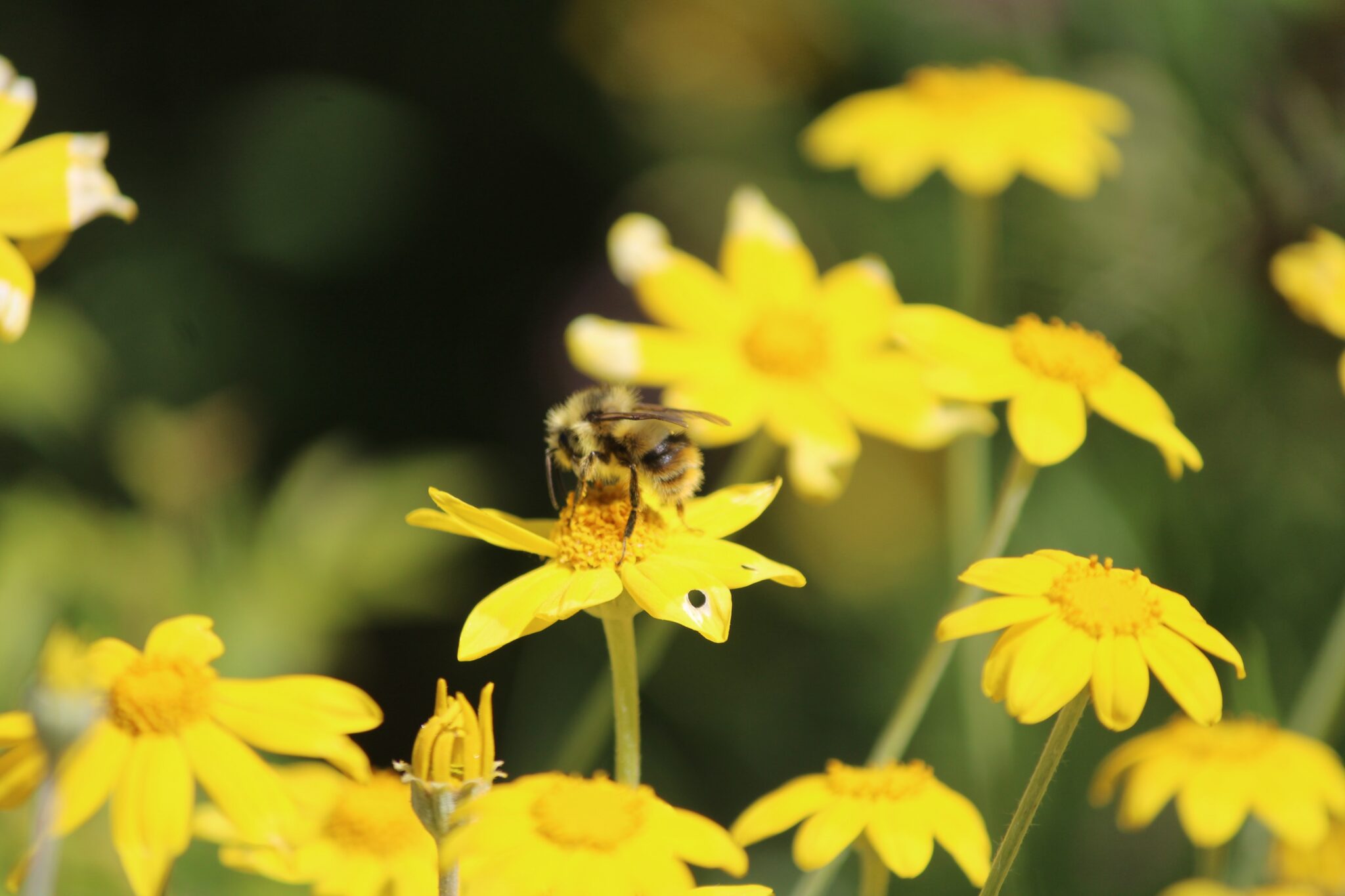 YYJ Pollinator Garden | Victoria Airport Authority